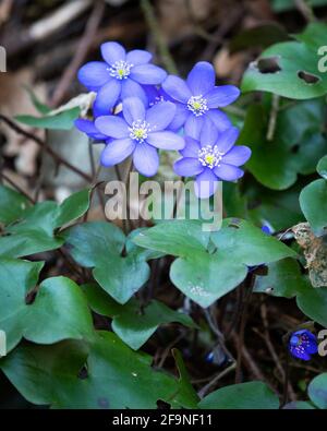 Group liverwort (Hepatica nobilis), Hepatica, Ranunculaceae ...