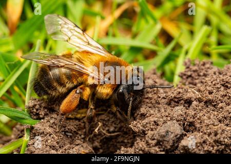 Buffish mining-bee (Andrena nigroaenea), female sitting on a leaf ...