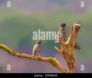 Common starling (Sturnus vulgaris) in the snow, Allgaeu, Bavaria ...