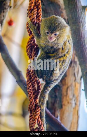 Small Pygmy Marmoset ape in a tropical jungle Stock Photo - Alamy