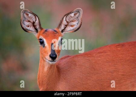 Bushbuck ram in the bush in South Africa Stock Photo - Alamy