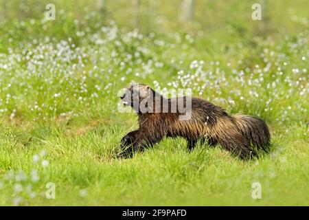Running Wolverine in Finnish taiga. Wildlife scene from nature. Rare ...