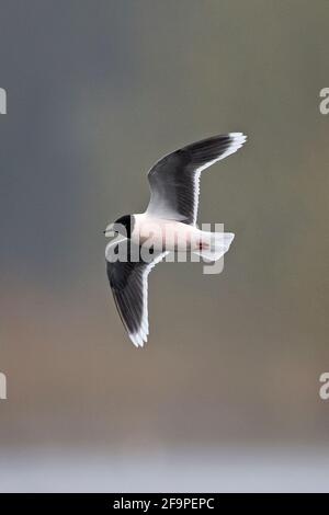 Little Gull (Larus minutus) at NWT Thorpe Marshes Norwich April 2021 ...
