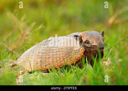 Yellow Armadillo (Euphractus sexcinctus) in rainforest, Brazil Stock ...