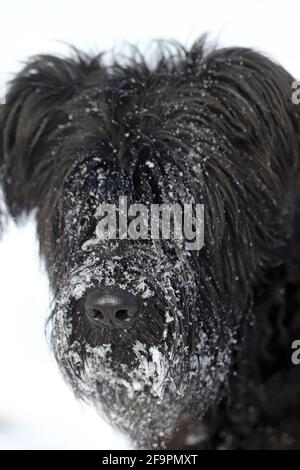 Germany, Berlin, 30. 01. 2021, snowmen, family (fine society), Iron ...