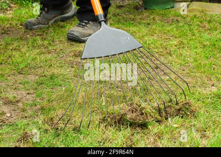 Scarifying or raking a lawn with a wire tooth grass rake to remove dead ...