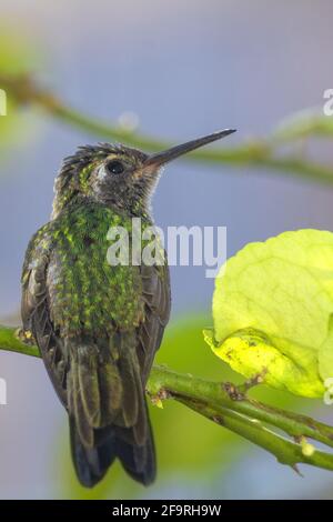 Vertical shot of a green bee hummingbird scratching its feathers at the ...