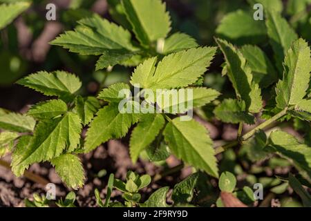 Aegopodium podagraria, ground elder, belongs to the wild herbs and wild ...