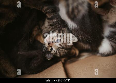 Closeup of an adorable kitten near its mother in a cardboard box Stock ...