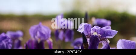 Soft, shallow depth of field for Jacaranda flowers, varna bulgaria ...