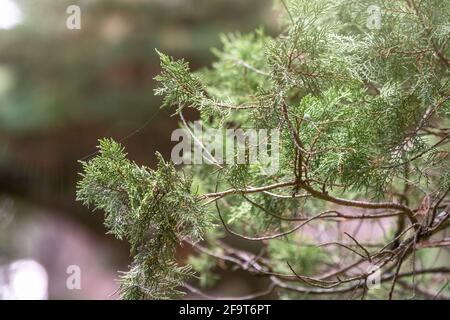 Greek juniper (Juniperus excelsa), cypress family, Grecian Juniper ...