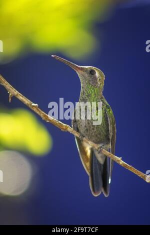 Vertical shot of a green bee hummingbird scratching its feathers at the ...