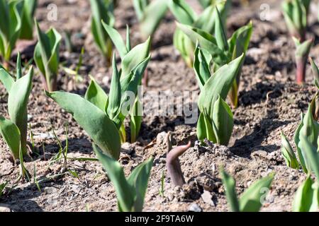 Young shoots of tulips in early spring Stock Photo - Alamy