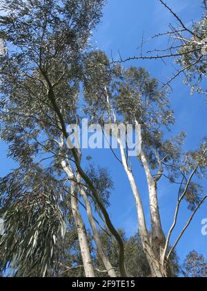 Eucalyptus Gum Trees, Growing Tall and strong in the Australian bush ...