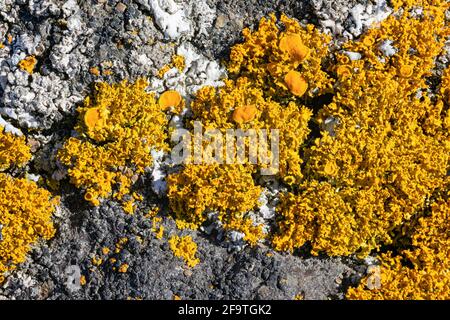Shrubby Sunburst Lichen (Polycauliona candelaria) Fungi Stock Photo - Alamy
