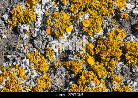 Shrubby Sunburst Lichen (Polycauliona candelaria) Fungi Stock Photo - Alamy