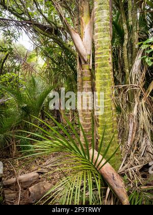 Tropical New Zealand nikau trees with nearby white flowers and tall ...