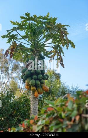 Carica papaya commonly known as a papaya tree. Growing in Southern ...