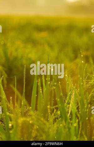 The rice grain grasses with morning water drops. Rice grain grass Stock ...