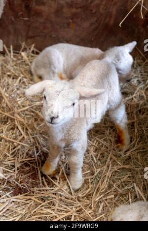 EDITORIAL USE ONLY Yorkshire Shepherdess, Amanda Owen launches Premier ...