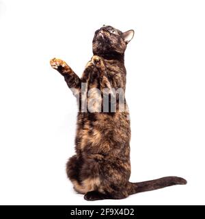 A mottled tortoiseshell cat sits comically on its hind legs and raises ...