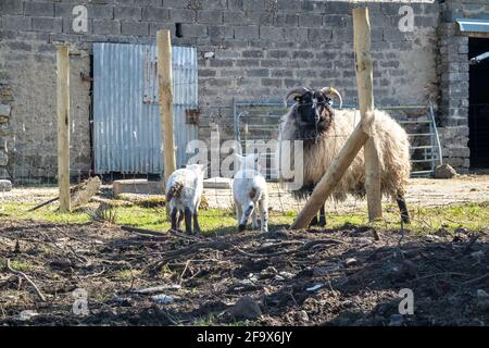 Irish ram with small lamb in County Donegal - Ireland Stock Photo - Alamy