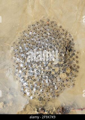 Vertical shot of caviar frog eggs on the pond Stock Photo - Alamy