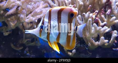 Visitors at the ZSL London Zoo Aquarium, London England United Kingdom ...