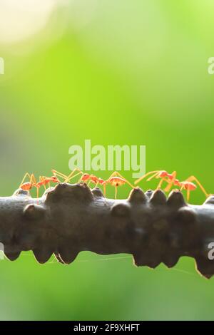 close-up of weaver ants colony Stock Photo - Alamy