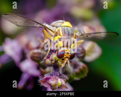Cucurbit fruit fly Bactrocera cucurbitae is one of the most important ...