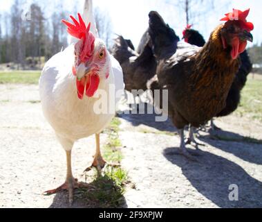White Lohman Chicken Stock Photo - Alamy