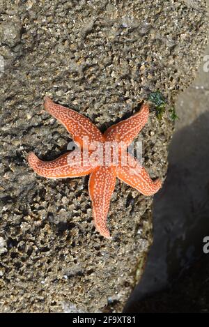 A starfish in a strange position on a beach or on rocks, looking dead ...