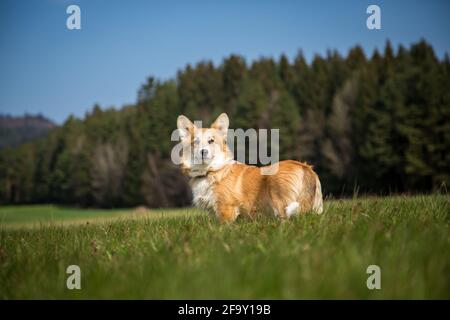 Welsh corgi pembroke female dog playing with her puppy Stock Photo - Alamy
