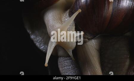 Closeup shooting of snails on black background Stock Photo - Alamy