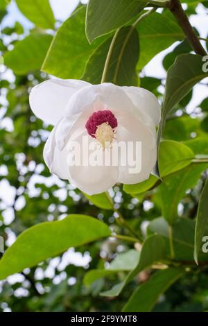 Magnolia sieboldii 'Colossus'. Magnolia 'Colossus'. White petals with ...