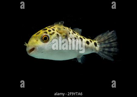 Spotted green pufferfish, tetraodon or Dichotomyctere nigroviridis on ...