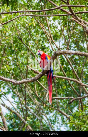 Scarlet macaw - national bird of Honduras Stock Photo - Alamy