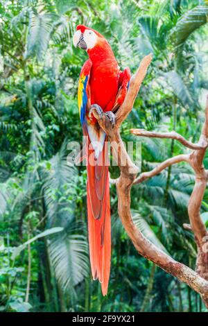Scarlet macaw - national bird of Honduras Stock Photo - Alamy