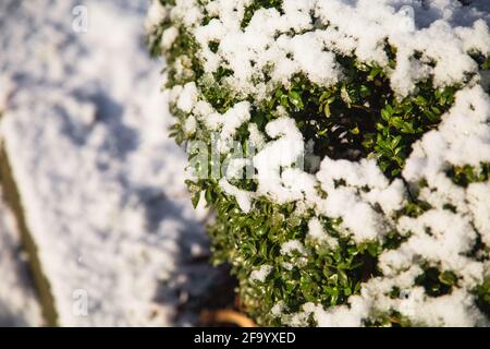 Boxwood tree covered with snow. Selective focus. Winter photo at ...
