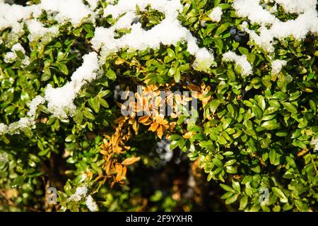 Boxwood tree covered with snow. Selective focus. Winter photo at ...
