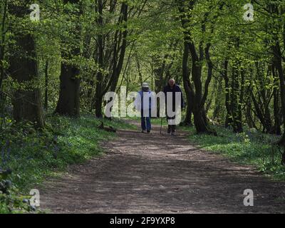 Hucking, Kent, UK. 21st April 2021. UK Weather: bluebells starting to ...