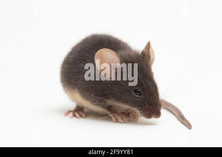 Gray black common house mouse isolated on white background Stock Photo ...