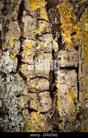 Found Macro still-life photograph of lichen on tree trunk, background ...