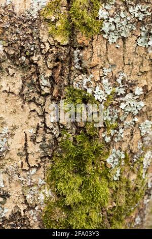 Found Macro still-life photograph of lichen on tree trunk, background ...