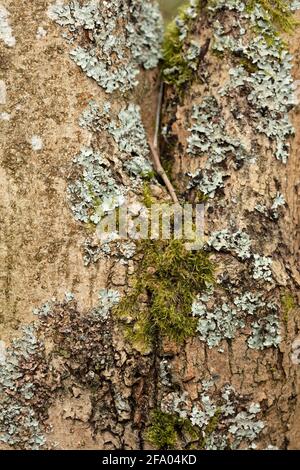 Found Macro still-life photograph of lichen on tree trunk, background ...