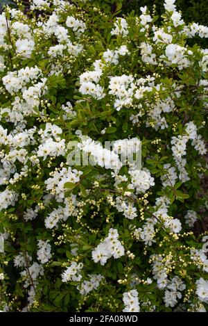 Spring, Flowering, Shrub, Exochorda "Snow White", White, Flowering ...