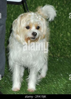 Scruffy, aka Whoopty Woo from TV Series Empire on the green carpet ...