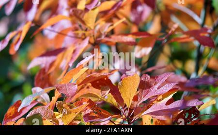 Sassafras Tree Fall Colors Stock Photo - Alamy
