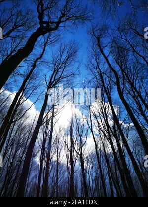 A low angle shot of the withered tree outdoors Stock Photo - Alamy