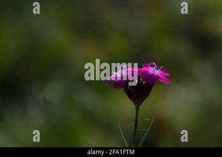 Wild Carnation flower in nature, close up flower head Stock Photo - Alamy